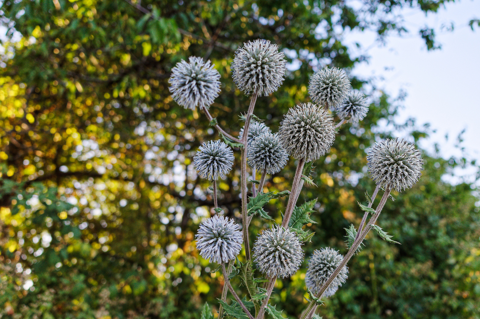 Kugeldisteln Foto & Bild | spezial, sommer, bäume Bilder auf fotocommunity