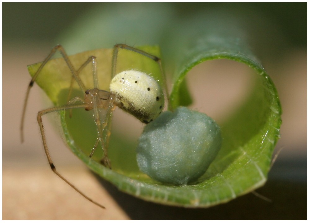 Kugelspinne Enoplognatha lineata Foto & Bild | tiere, wildlife, spinnen ...