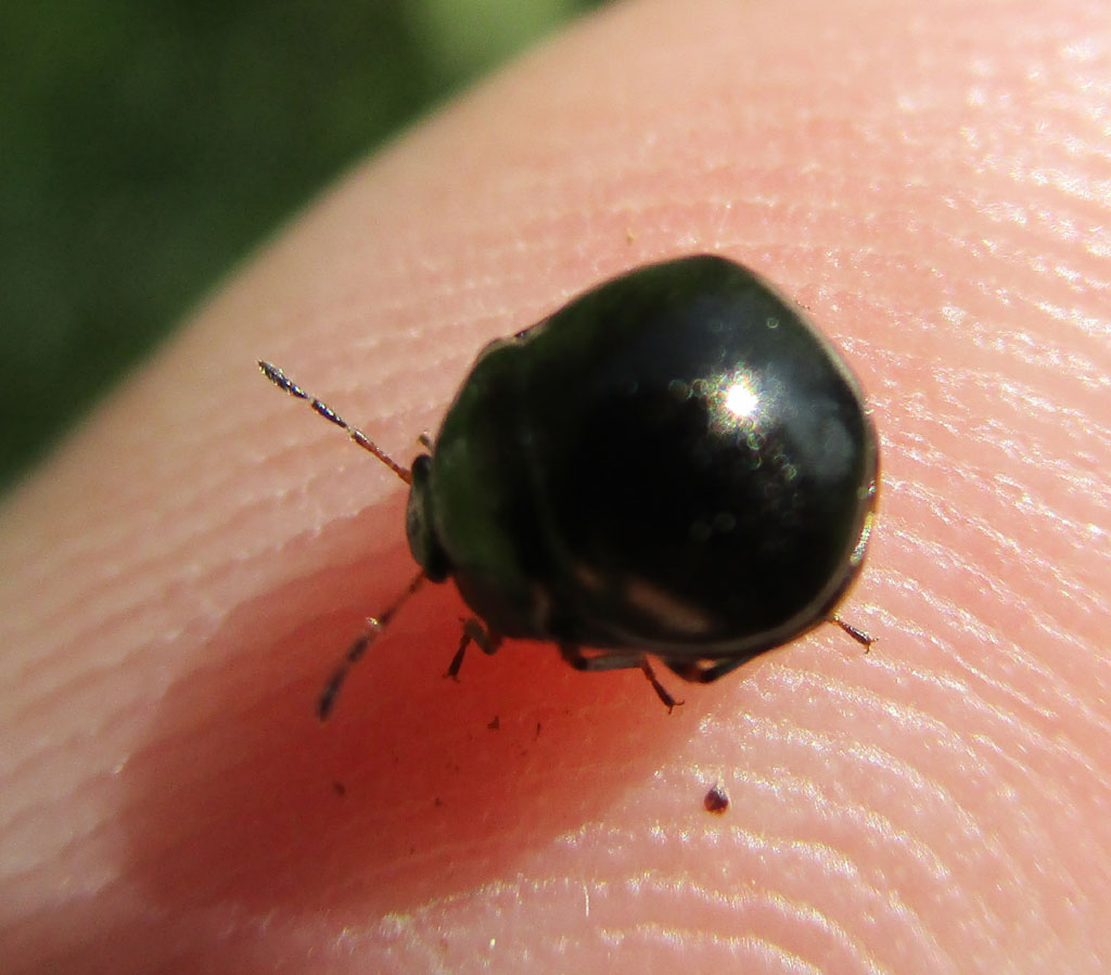 Kugelwanze- Coptosoma scutellatum Foto & Bild | insekten, natur, tiere ...