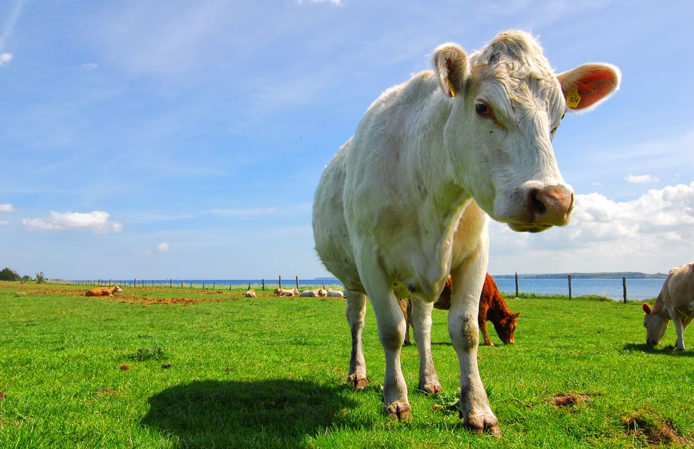 Kuh Foto & Bild | tiere, cvs portfolio, natur Bilder auf fotocommunity