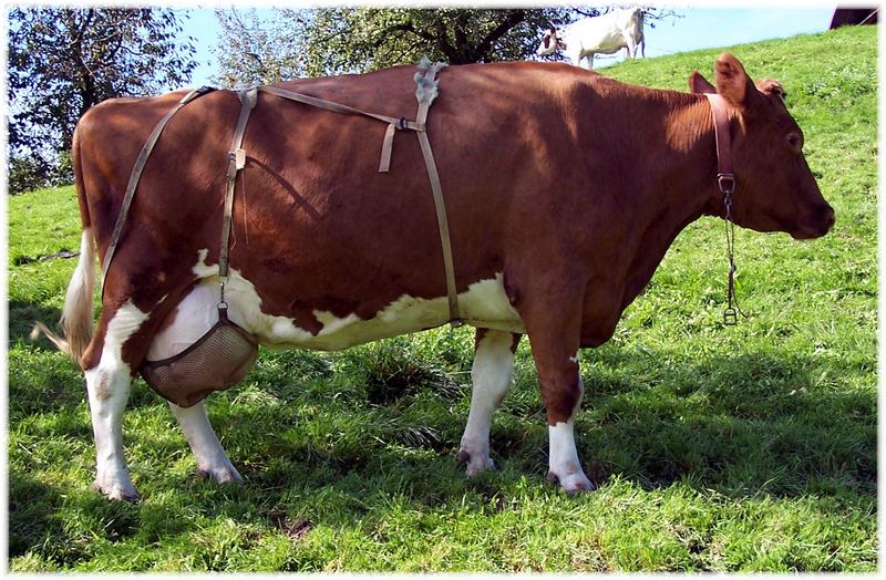 kuh BH Foto & Bild | tiere, haustiere, nutztiere Bilder auf fotocommunity