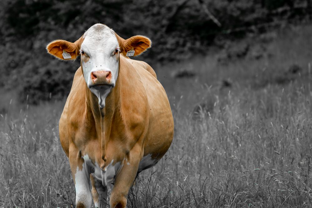 kuh Foto & Bild | tiere, haustiere, jahreszeiten Bilder auf fotocommunity