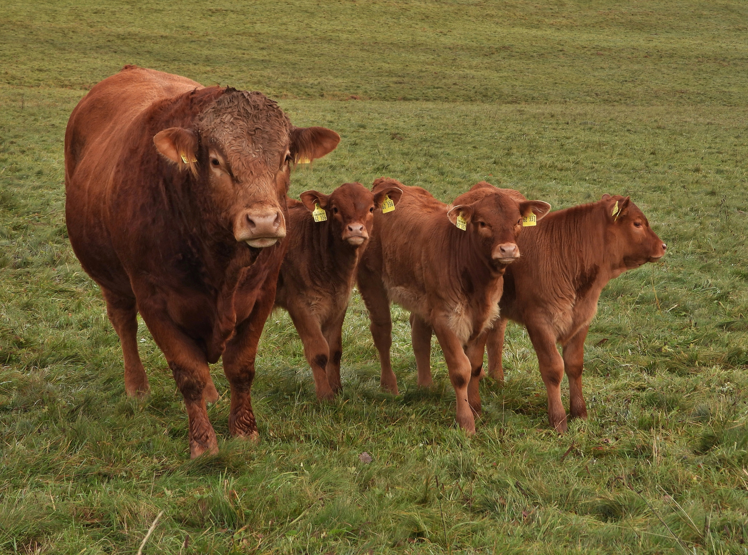 Kuh & Kalb_03b Foto & Bild | tiere, haustiere, nutztiere Bilder auf ...