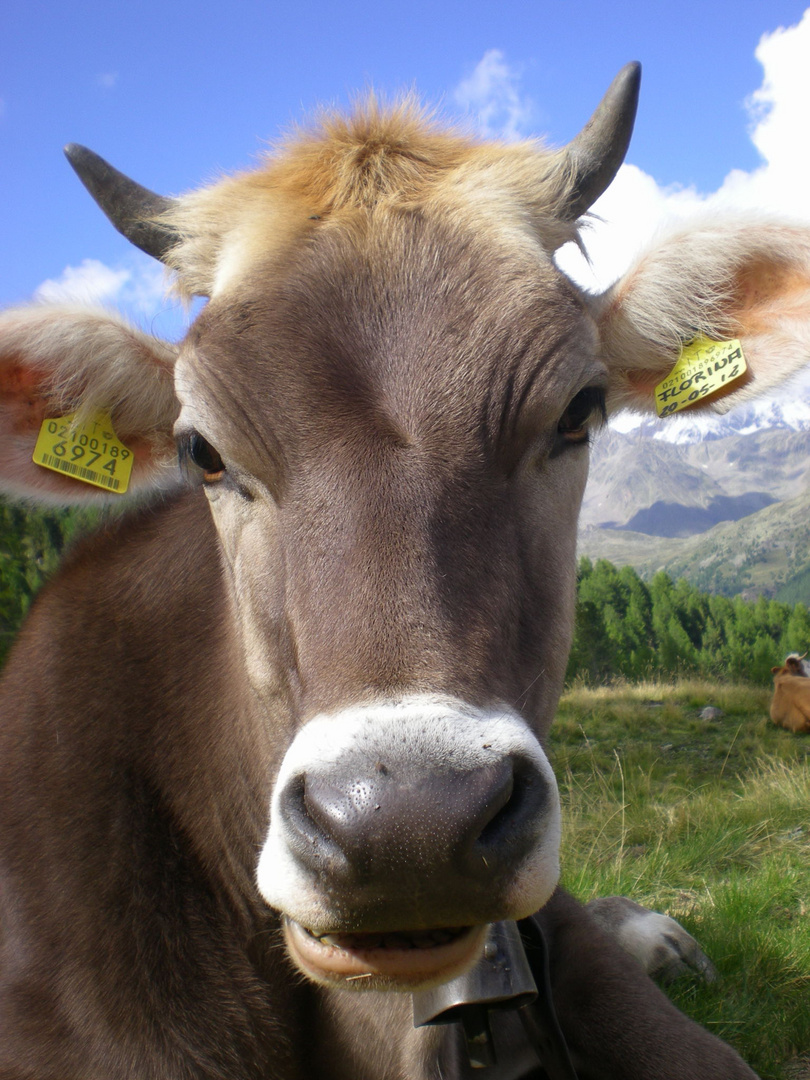 Kuh - Portrait Foto & Bild | tiere, natur Bilder auf fotocommunity