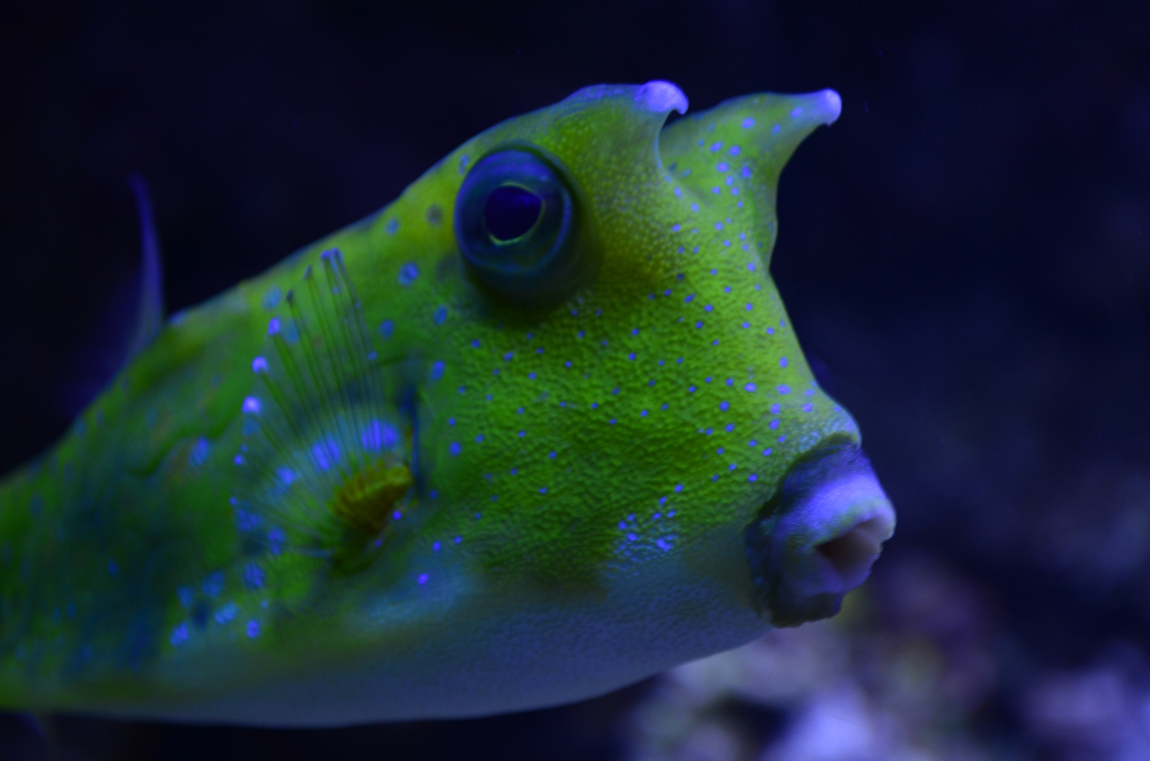 Kuhkofferfisch Foto & Bild | tiere, wildlife, fische Bilder auf ...