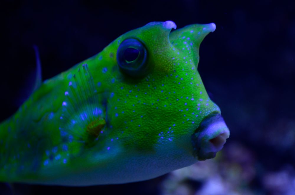 Kuhkofferfisch Foto & Bild | tiere, wildlife, fische Bilder auf ...