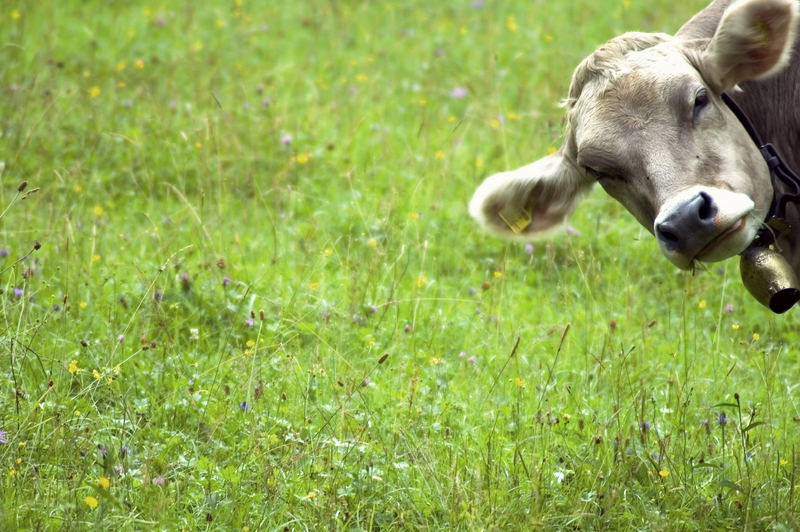 KUHle KUH Foto & Bild | tiere, haustiere, nutztiere Bilder auf ...