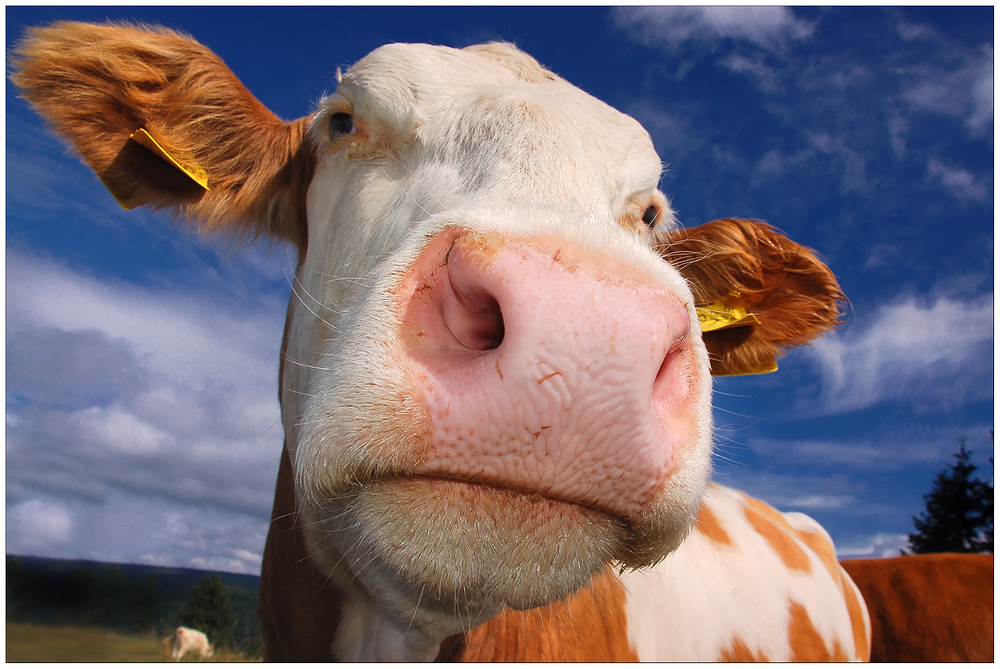 ~ Kuhles Porträt ~ Foto & Bild | tiere, haustiere, nutztiere Bilder auf ...