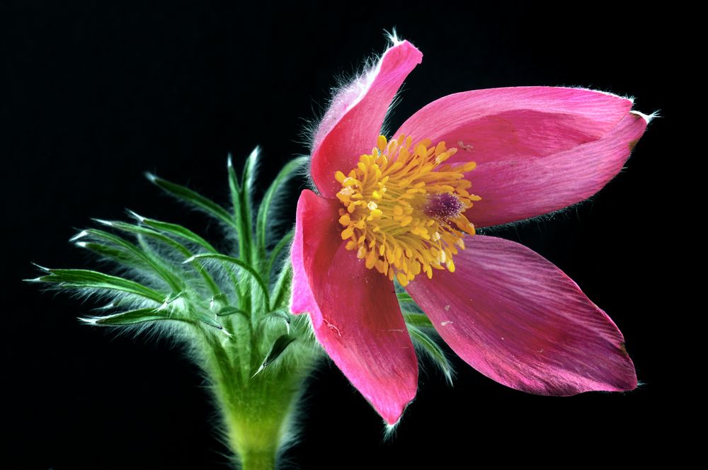 Kuhschelle Foto & Bild | pflanzen, pilze & flechten, blüten- & kleinpflanzen, natur Bilder auf ...