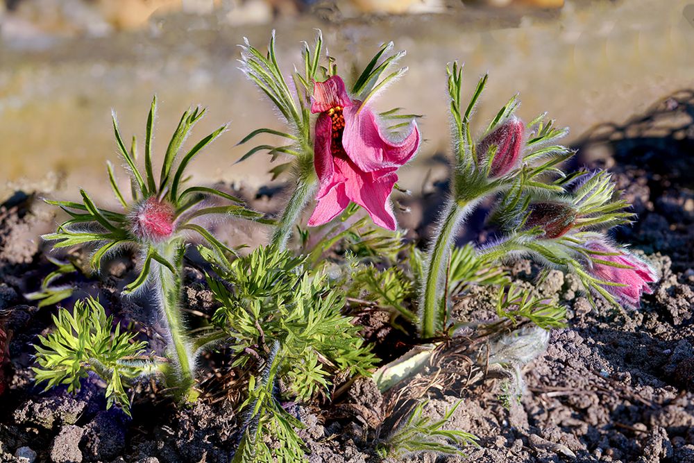 Kuhschelle 2 Foto & Bild | pflanzen, pilze & flechten, natur, pflanzen Bilder auf fotocommunity