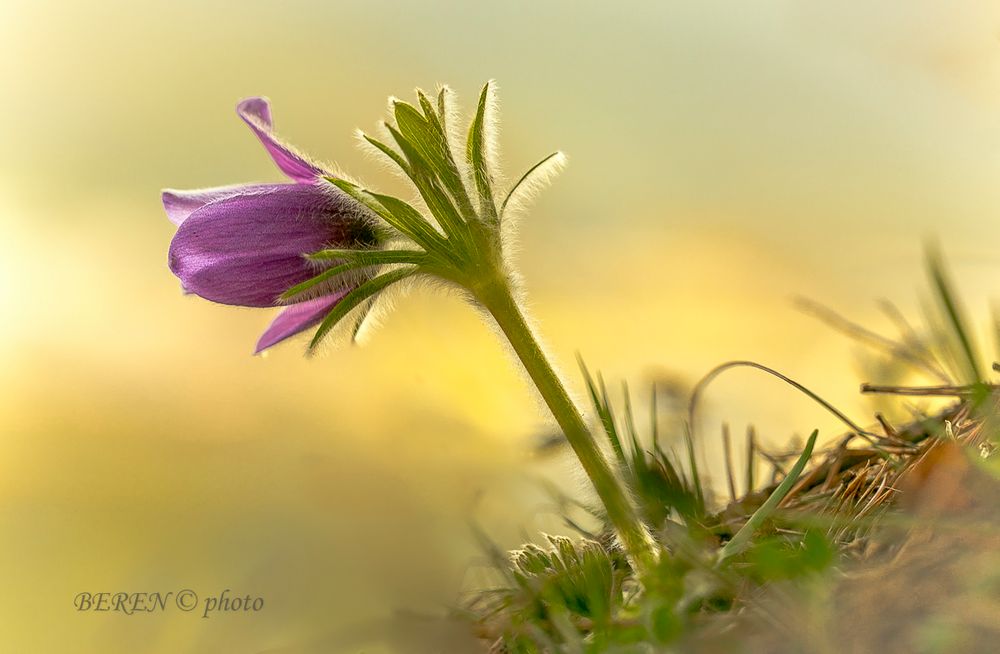 Kuhschelle Foto & Bild | pflanzen, pilze & flechten, heilpflanzen, kuhschelle (pulsatilla ...