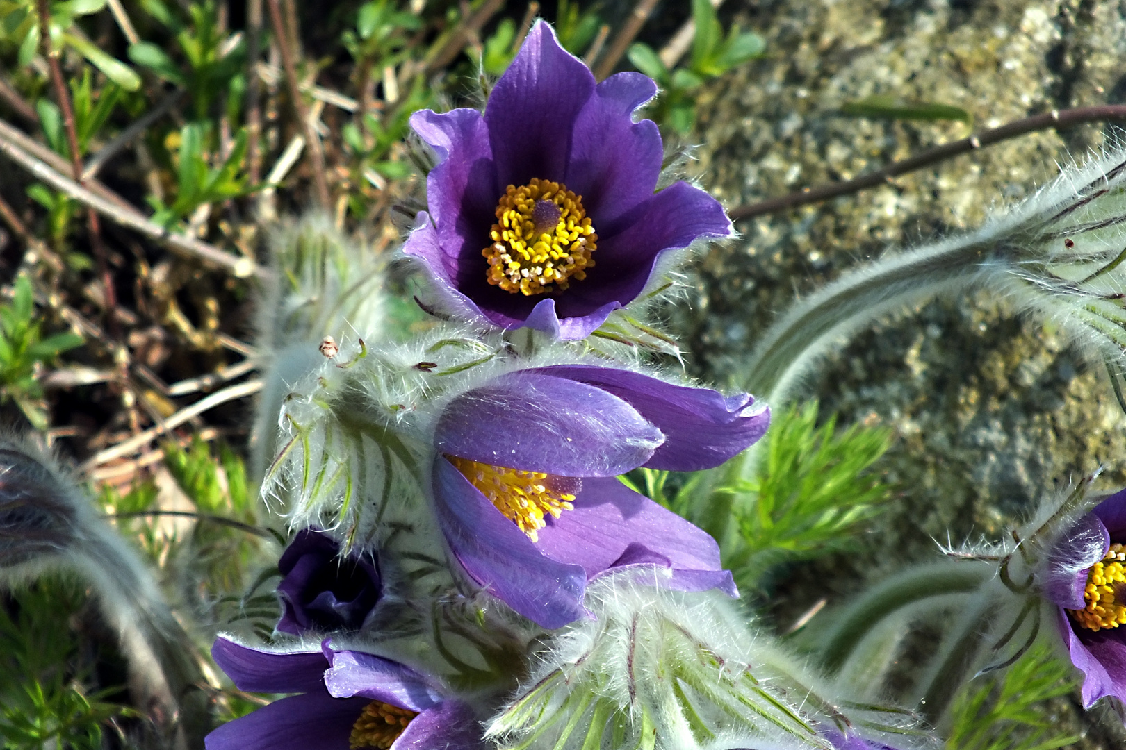 Kuhschelle Foto & Bild | pflanzen, pilze & flechten, blüten- & kleinpflanzen, flora Bilder auf ...