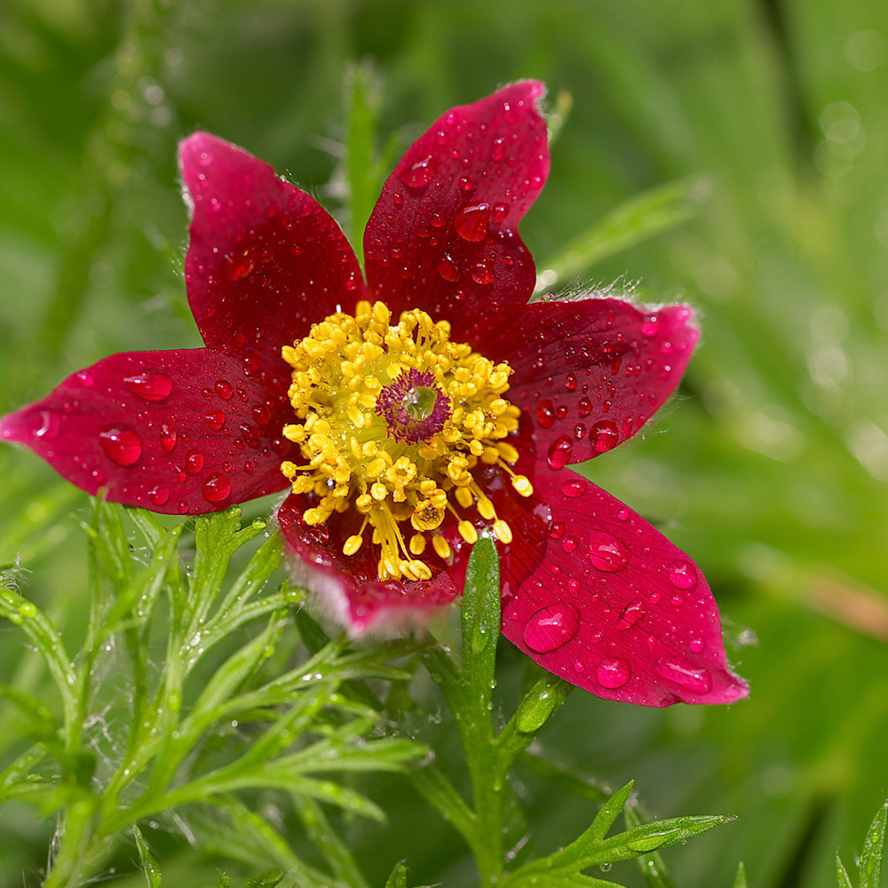 Kuhschelle Foto & Bild | pflanzen, pilze & flechten, blüten- & kleinpflanzen, wildpflanzen ...