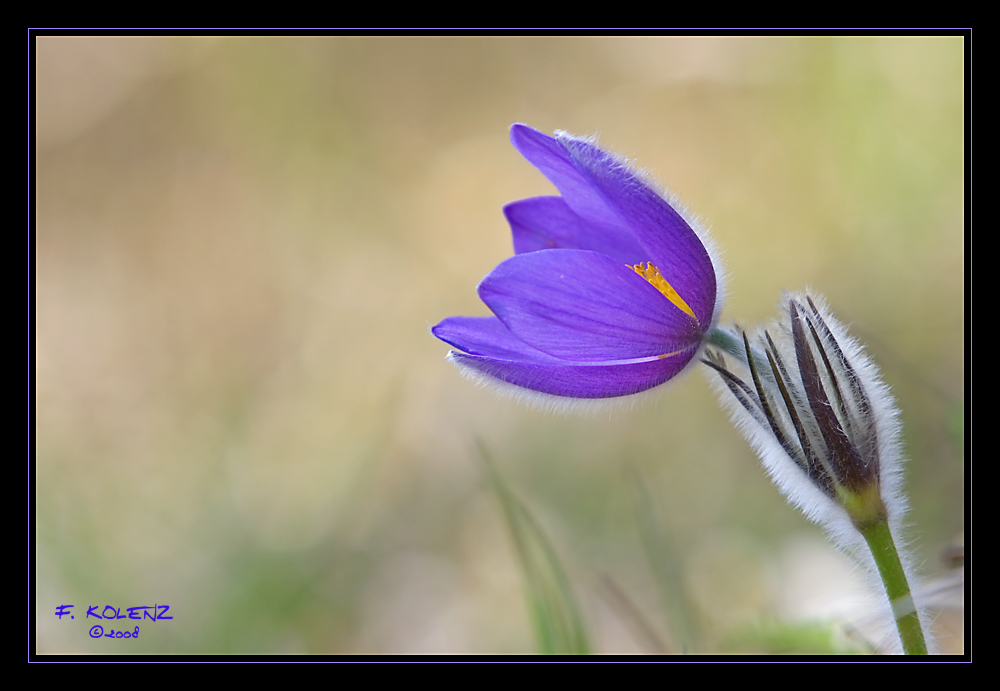 Kuhschelle Foto & Bild | pflanzen, pilze & flechten, blüten- & kleinpflanzen, wildpflanzen ...
