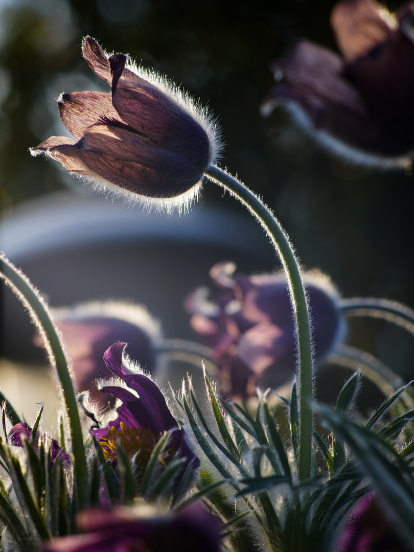 Kuhschelle Foto & Bild | pflanzen, pilze & flechten, blüten- & kleinpflanzen, gartenpflanzen und ...