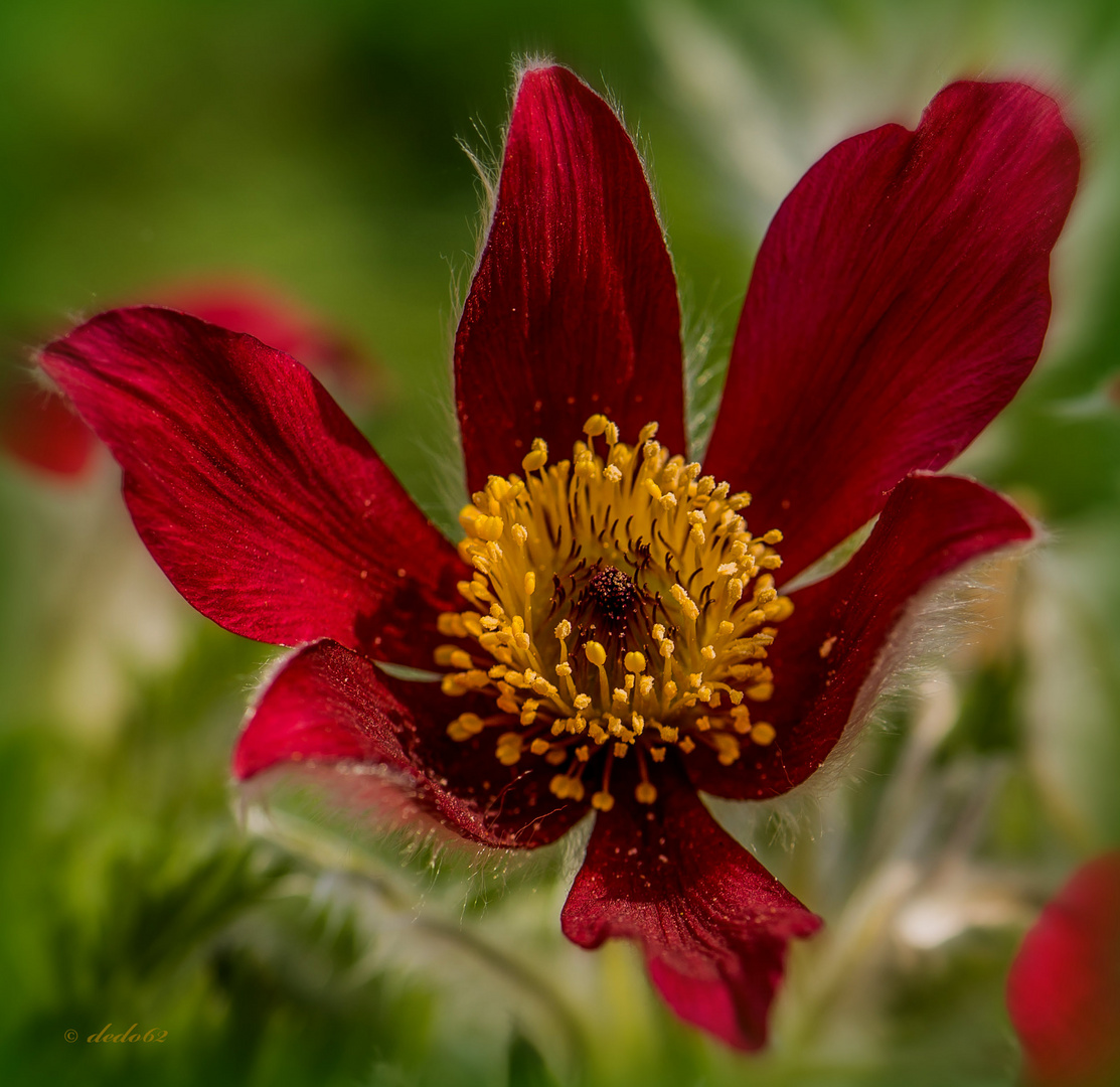 Kuhschelle.... Foto & Bild | pflanzen, pilze & flechten, blüten- & kleinpflanzen, gartenpflanzen ...