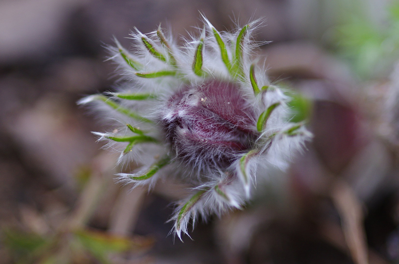 Kuhschelle Foto & Bild | pflanzen, pilze & flechten, blüten- & kleinpflanzen, natur Bilder auf ...
