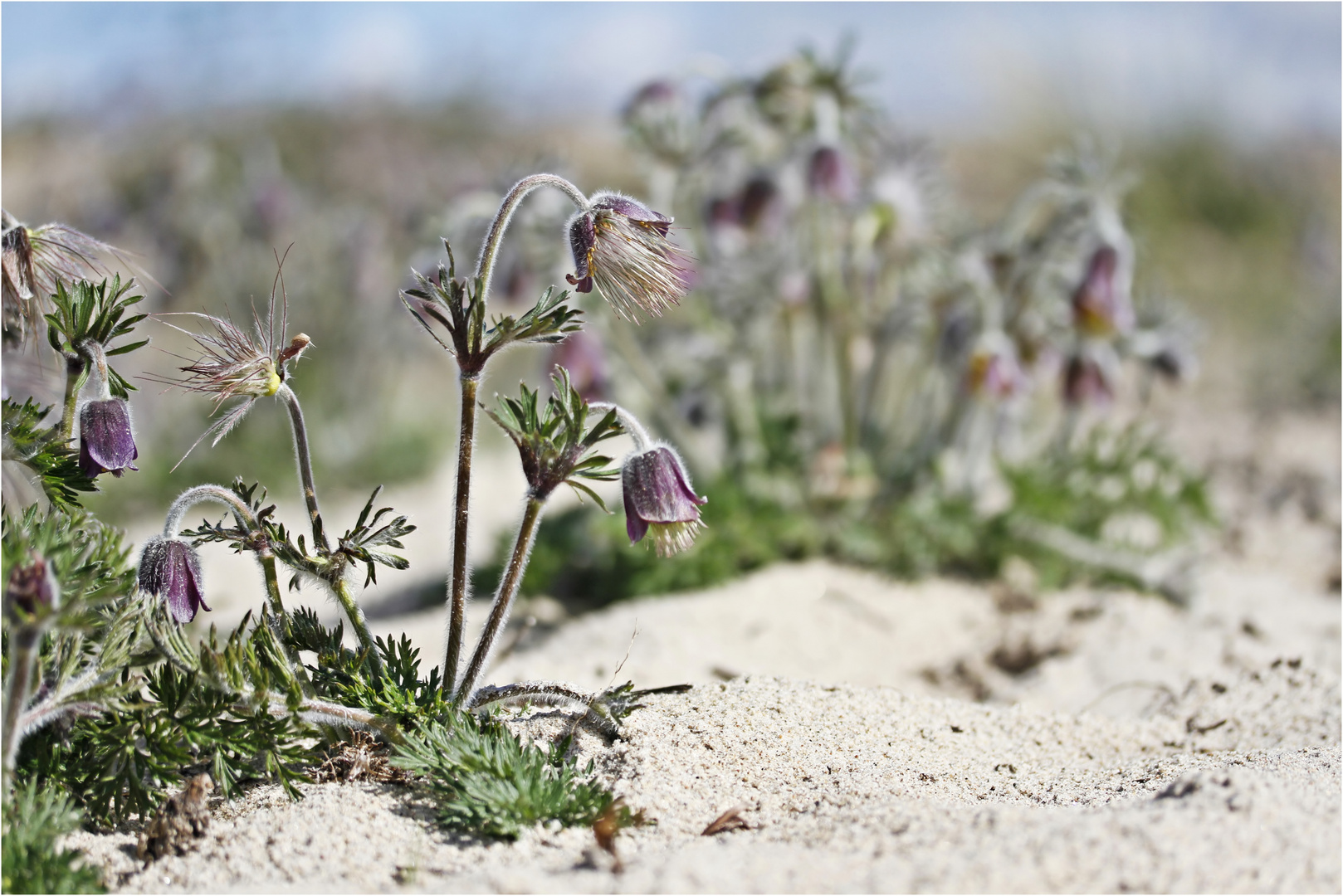 Kuhschelle Foto & Bild | pflanzen, pilze & flechten, blüten- & kleinpflanzen, jahreszeiten ...