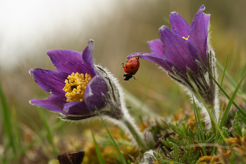 Kuhschelle Foto & Bild | pflanzen, pilze & flechten, blüten- & kleinpflanzen, wildpflanzen ...