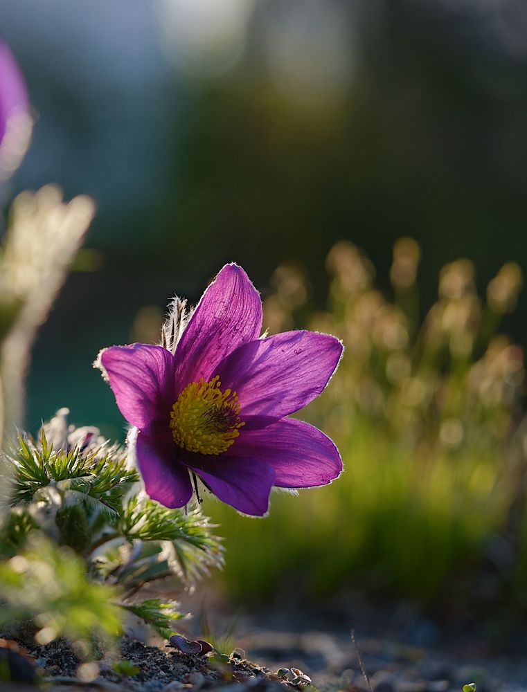 Kuhschelle Foto & Bild | pflanzen, pilze & flechten, blüten- & kleinpflanzen, jahreszeiten ...