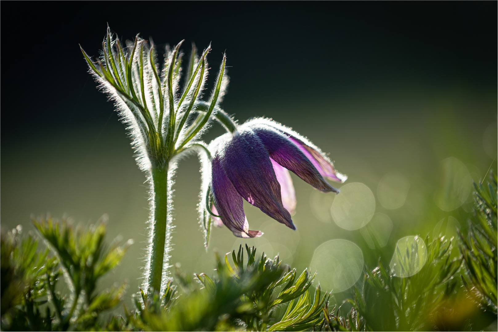 Kuhschelle (III) Foto & Bild | pflanzen, pilze & flechten, blüten- & kleinpflanzen, natur-makros ...