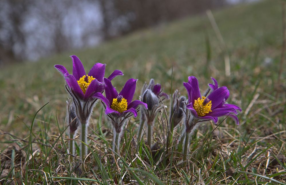 Kuhschelle / Küchenschelle Foto & Bild | pflanzen, pilze & flechten, blüten- & kleinpflanzen ...