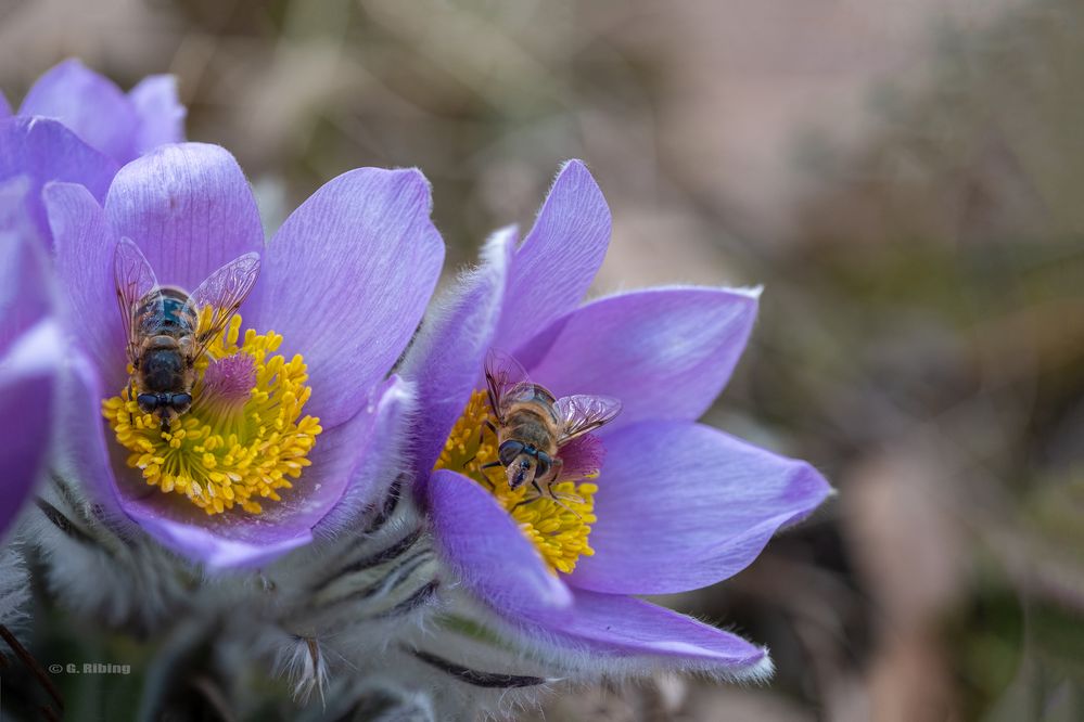 Kuhschelle_94164 Foto & Bild | pflanzen, pilze & flechten, blüten- & kleinpflanzen, jahreszeiten ...