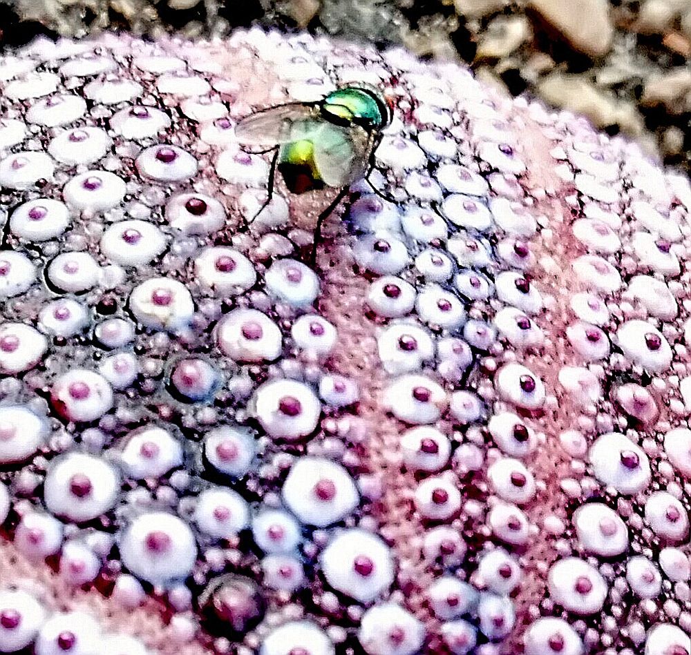 Kukac Foto & Bild | životinje, natur Bilder auf fotocommunity