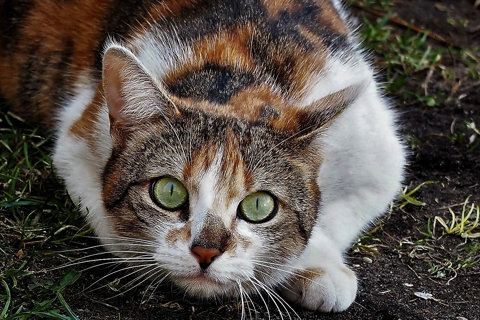 kukuk. Foto & Bild | tiere, wildlife, insekten Bilder auf fotocommunity