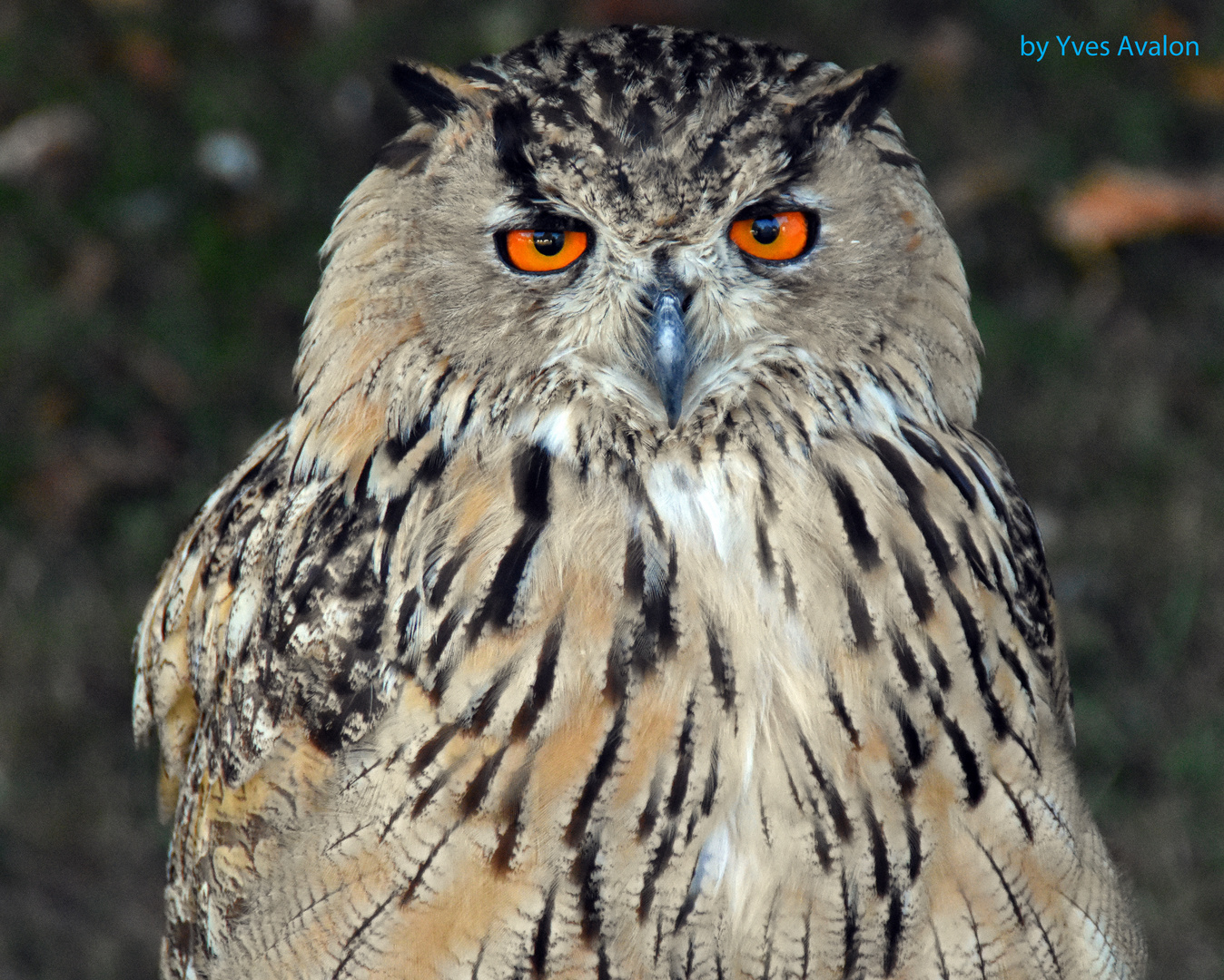 Kukuk Foto & Bild | tiere, wildlife, wild lebende vögel Bilder auf ...