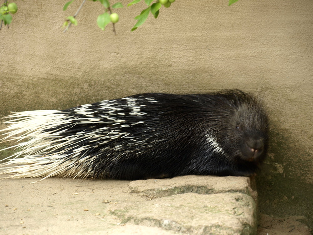 kukuk Foto & Bild | tiere, wildlife, säugetiere Bilder auf fotocommunity