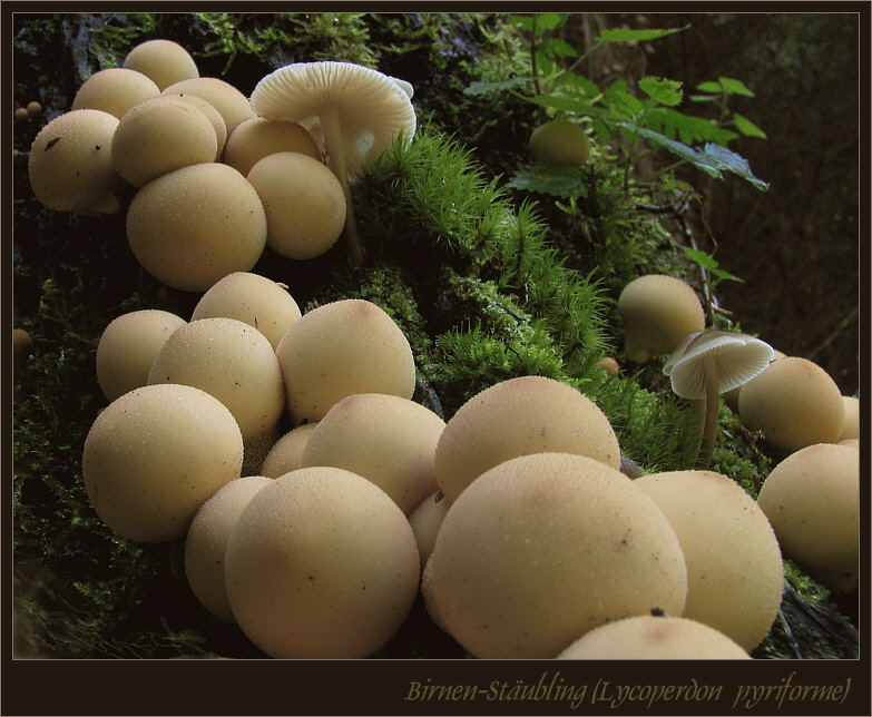 Kullern Foto & Bild | pflanzen, pilze & flechten, pilze & flechten ...
