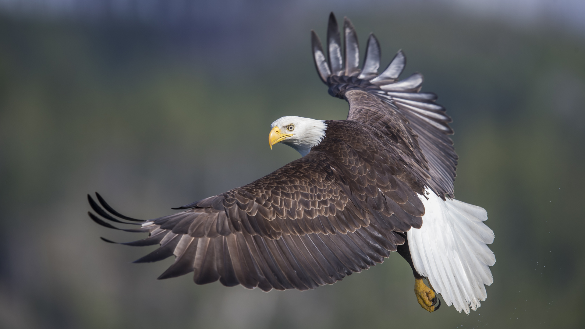 Kundschafts Flug Foto & Bild | canon, natur, vögel Bilder auf fotocommunity