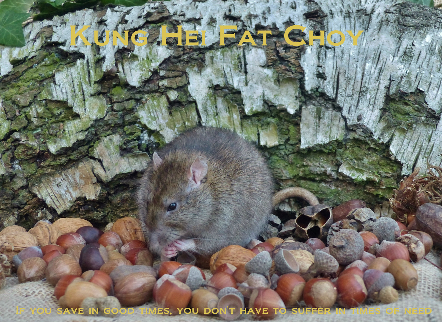 Kung Hei Fat Choy 2020 09 Foto Bild Spezial Natur Tiere Bilder Auf Fotocommunity kung-hei-fat-choy-2020-09-foto-bild-spezial-natur-tiere-bilder-auf-fotocommunity