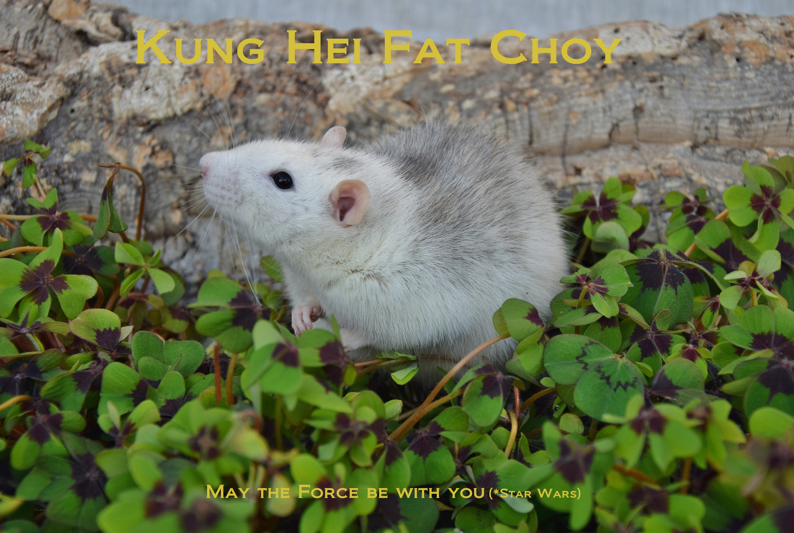 Kung Hei Fat Choy 2020_13 Foto & Bild | spezial, natur, tiere Bilder ...