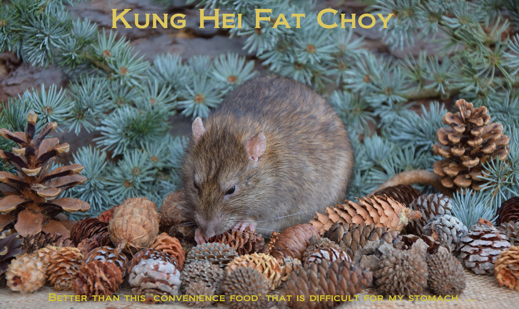 Kung Hei Fat Choy 2020_23 Foto & Bild | tiere, haustiere, nagetiere ...