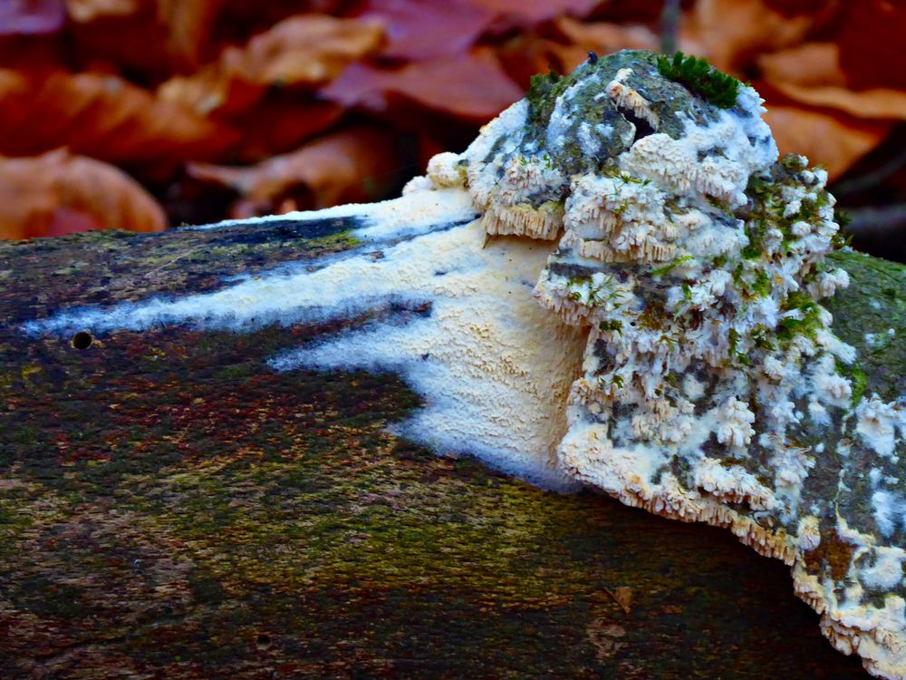 Kunstwerk der Natur Foto & Bild | pflanzen, pilze & flechten, landschaft, pilze & flechten ...