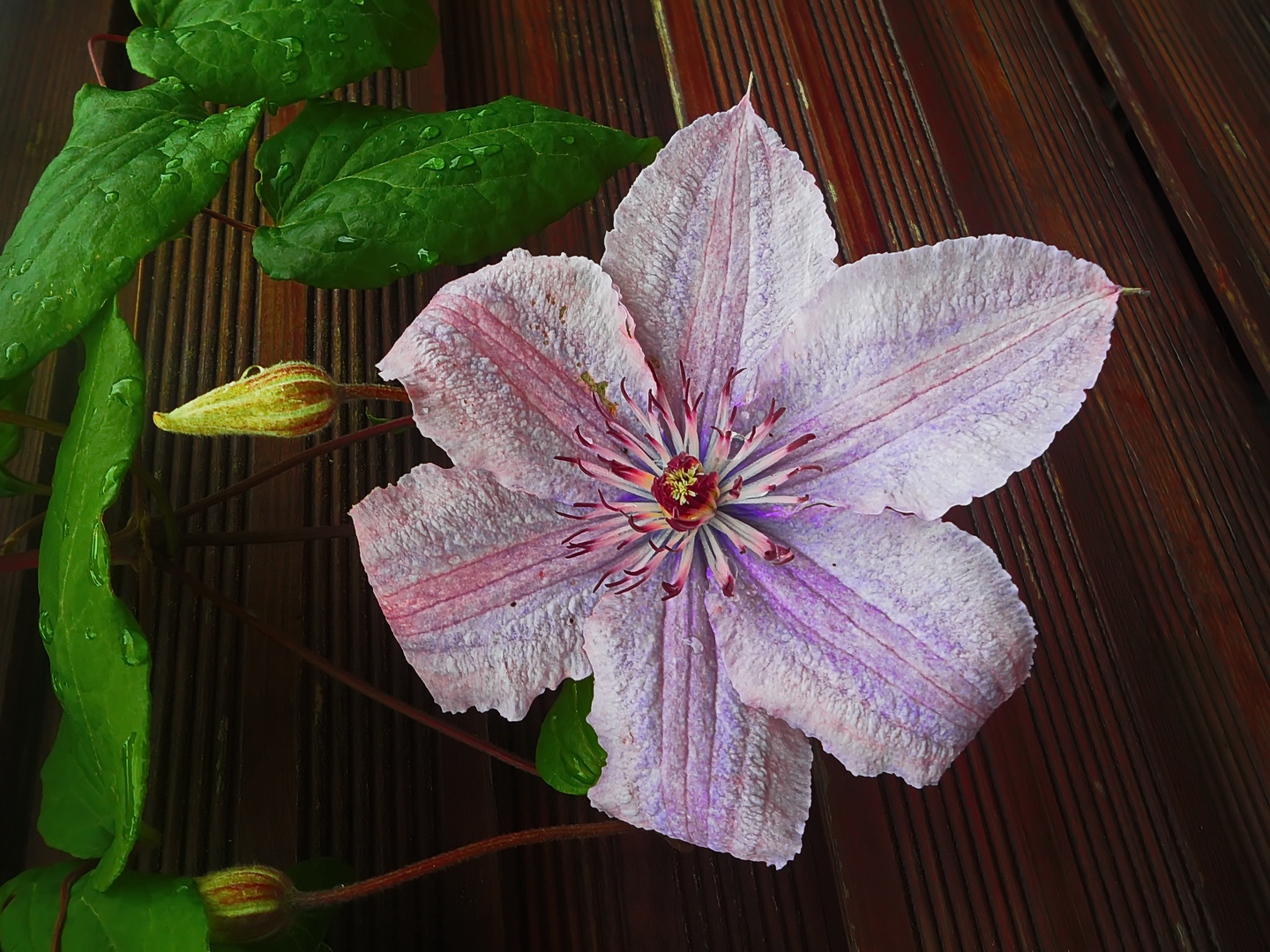 kurz nach Regen : Clematis am Zaun Foto & Bild | regen, natur, blüten ...