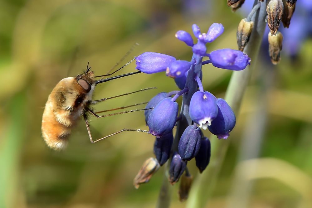 Kurz vor dem Anzapfen Foto & Bild | makro, natur, macro Bilder auf ...