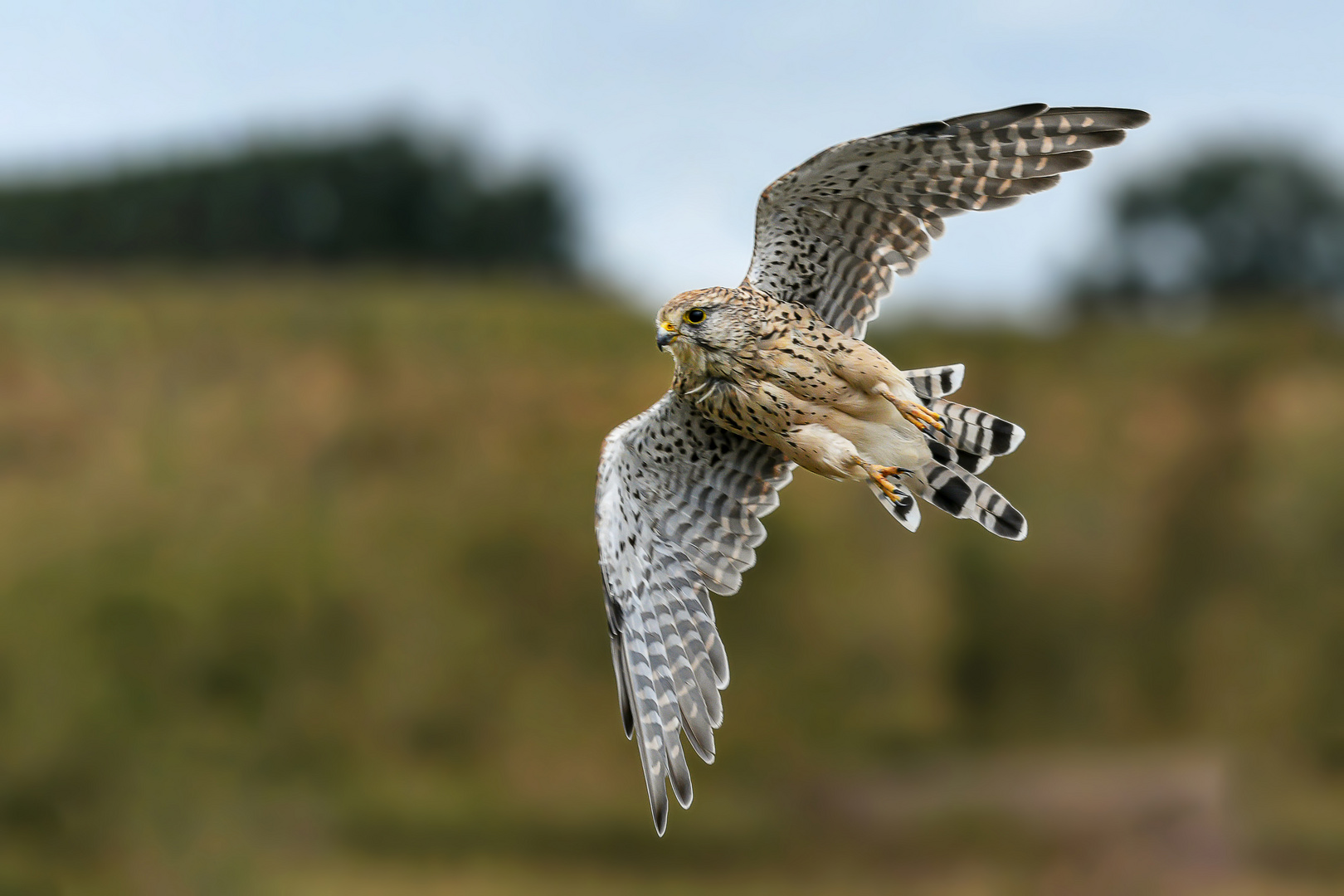 Kurz vor mir Foto & Bild | natur, tiere, wildlife Bilder auf fotocommunity