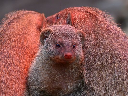 Schleichkatzen u. Mangusten Bilder & Fotos