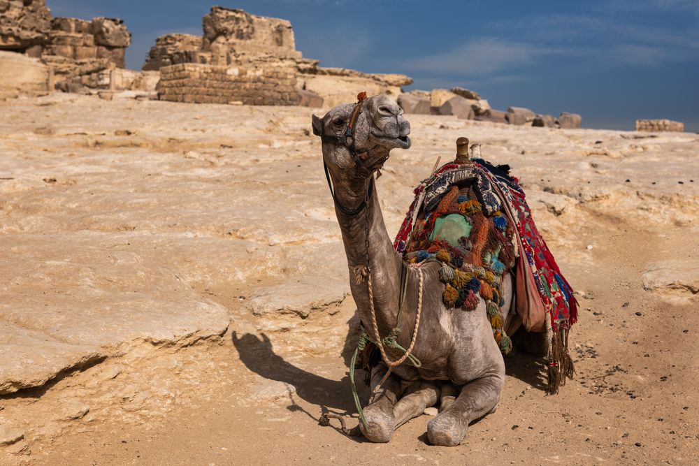 kurze Pause Foto & Bild | africa, egypt, north africa Bilder auf ...
