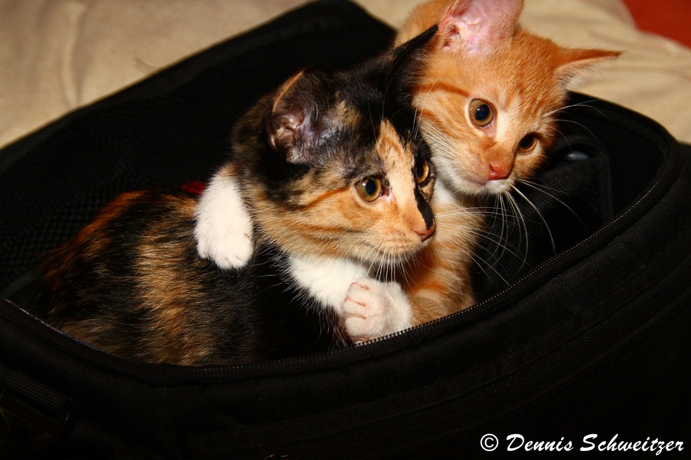 Kuscheln Foto & Bild | tiere, haustiere, katzen Bilder auf fotocommunity
