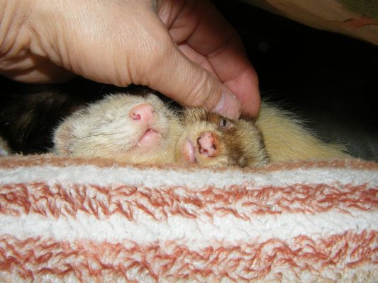 Frettchen Bilder & Fotos