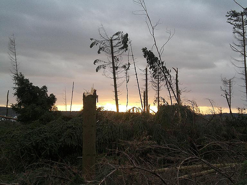Kyrill Foto & Bild | sonstiges, ge- zerstörte natur, natur Bilder auf ...