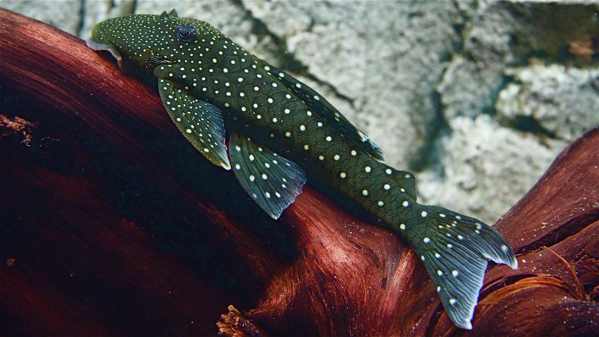 L 128 Wels Foto & Bild | tiere, haustiere, aquaristik Bilder auf ...