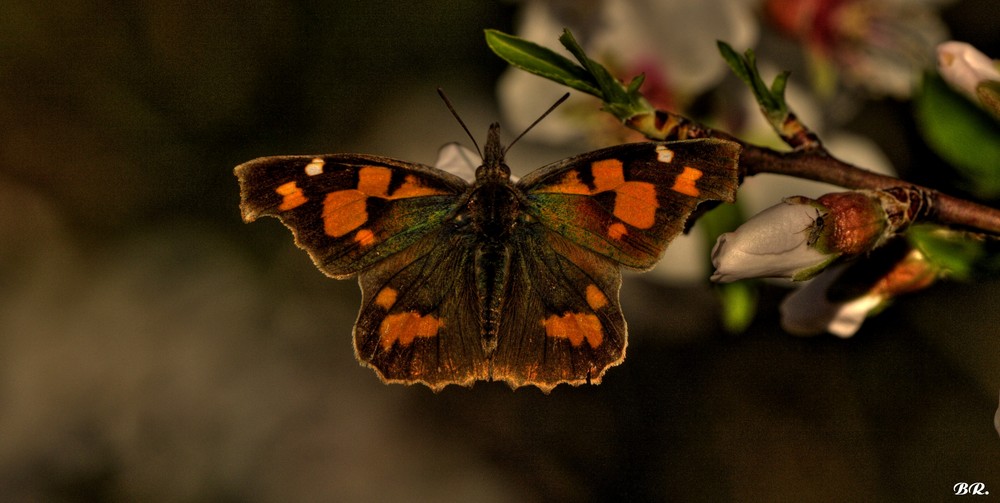 l' Echancré photo et image | macro nature, macro insectes, papillons ...