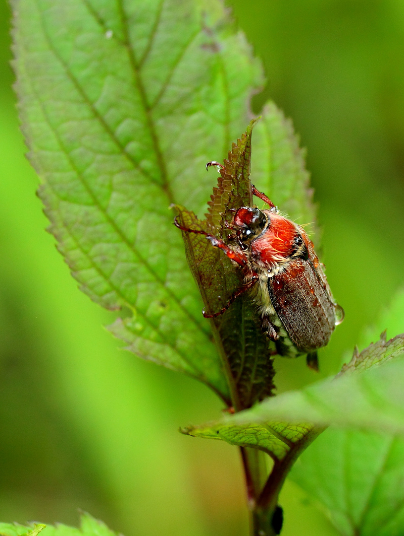 l' Hanneton photo et image | macro nature, macro insectes, macro ...