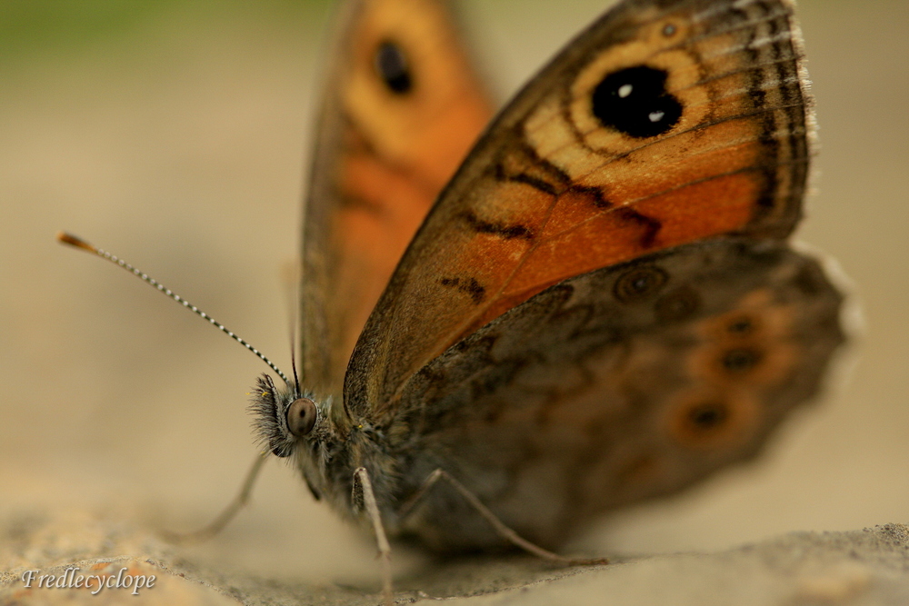L' œil du papillon photo et image | macro nature, macro insectes ...