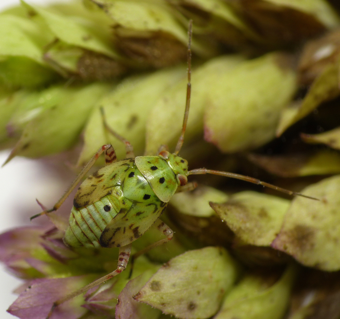 L5-Larvenstadium der Gemeinen Wiesenwanze (Lygus sp.) auf Oregano Foto ...